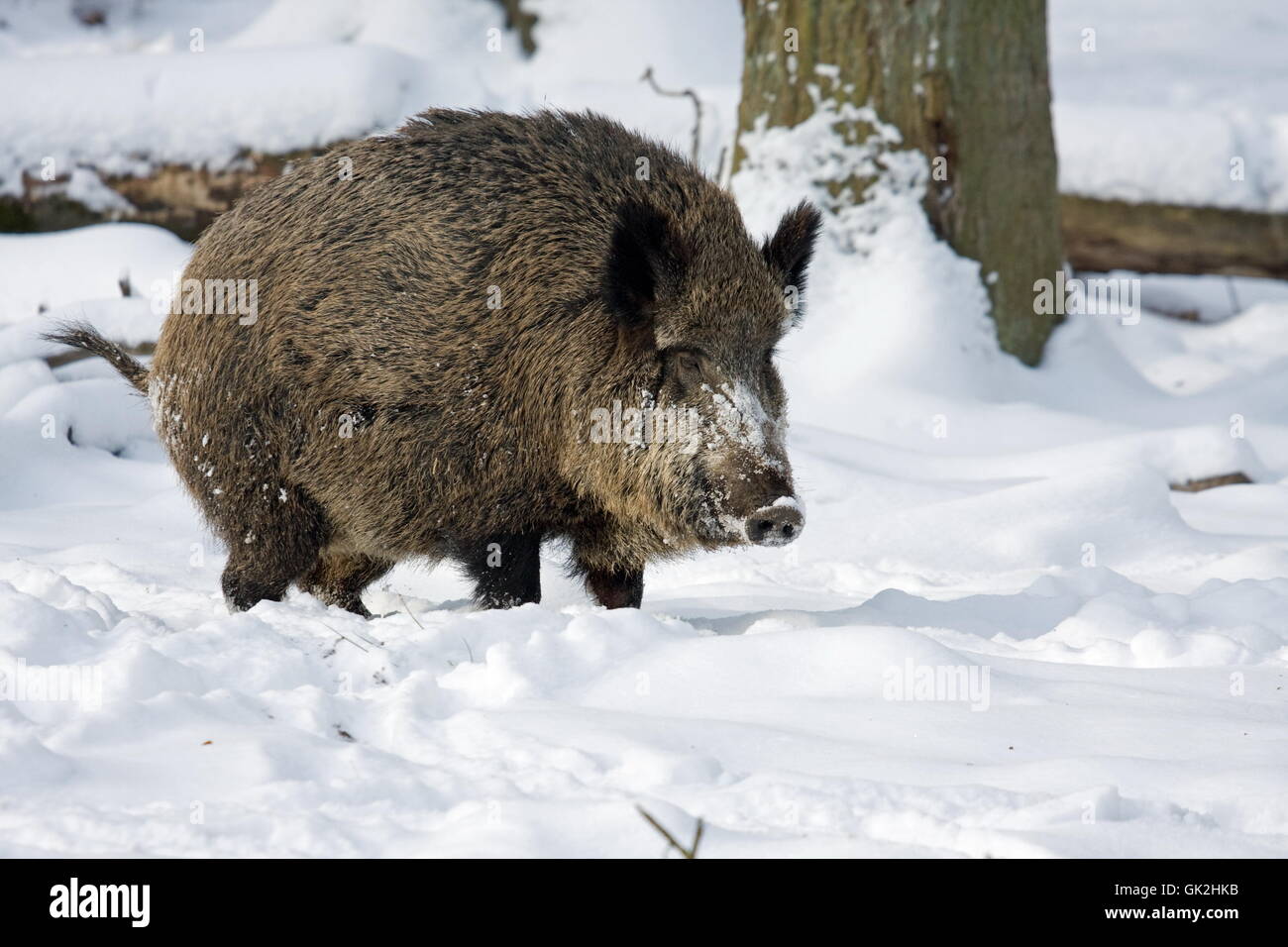 Boar wild boar hi-res stock photography and images - Alamy
