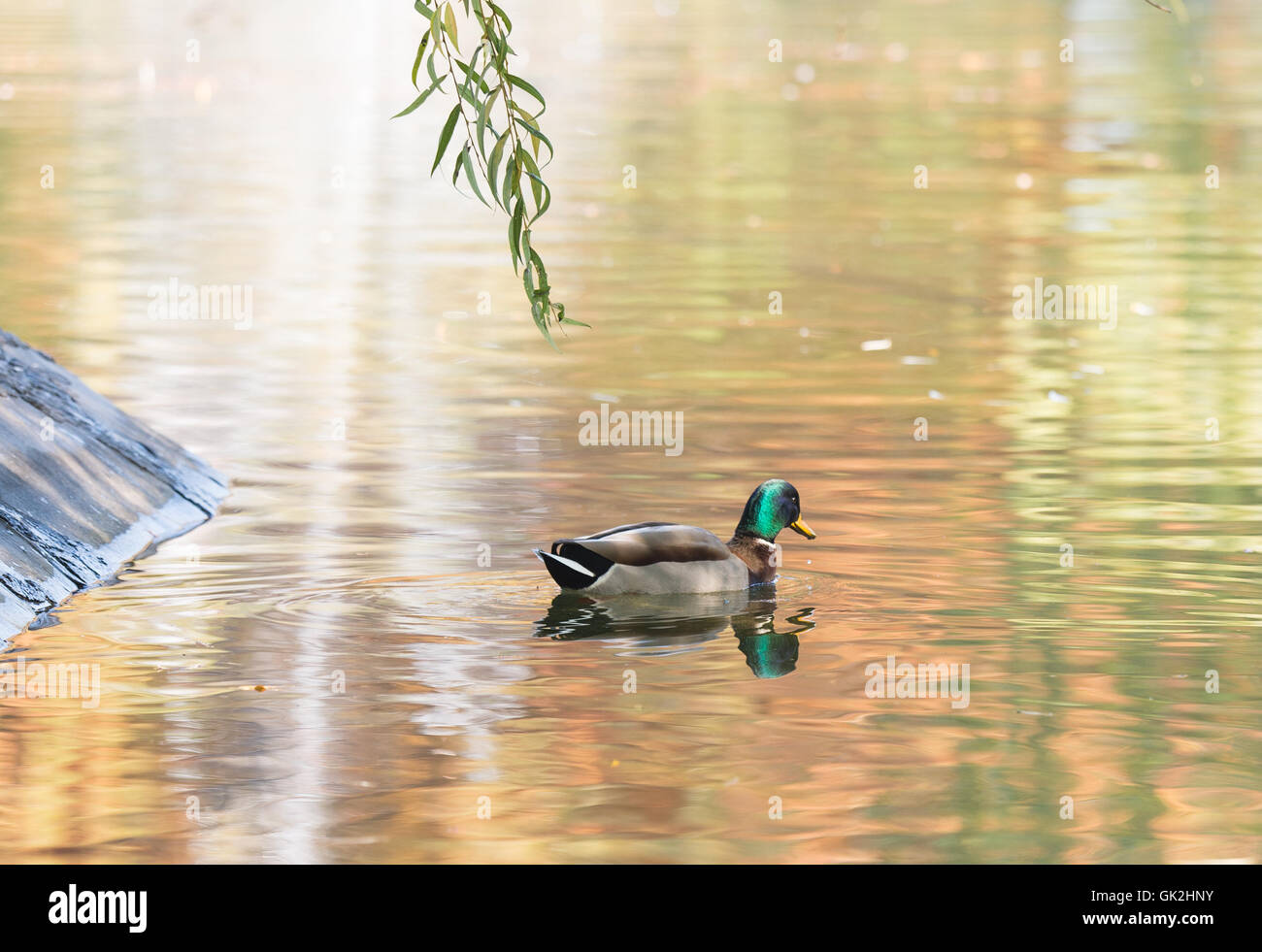 Duck on lake water autumn hi-res stock photography and images - Alamy
