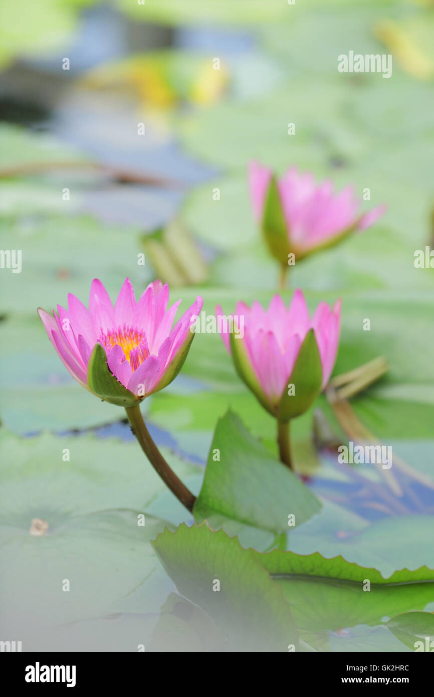 leaf flower plant Stock Photo - Alamy