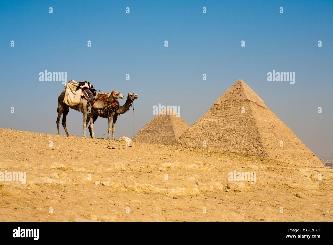 Egypt pyramids camels hi-res stock photography and images - Alamy