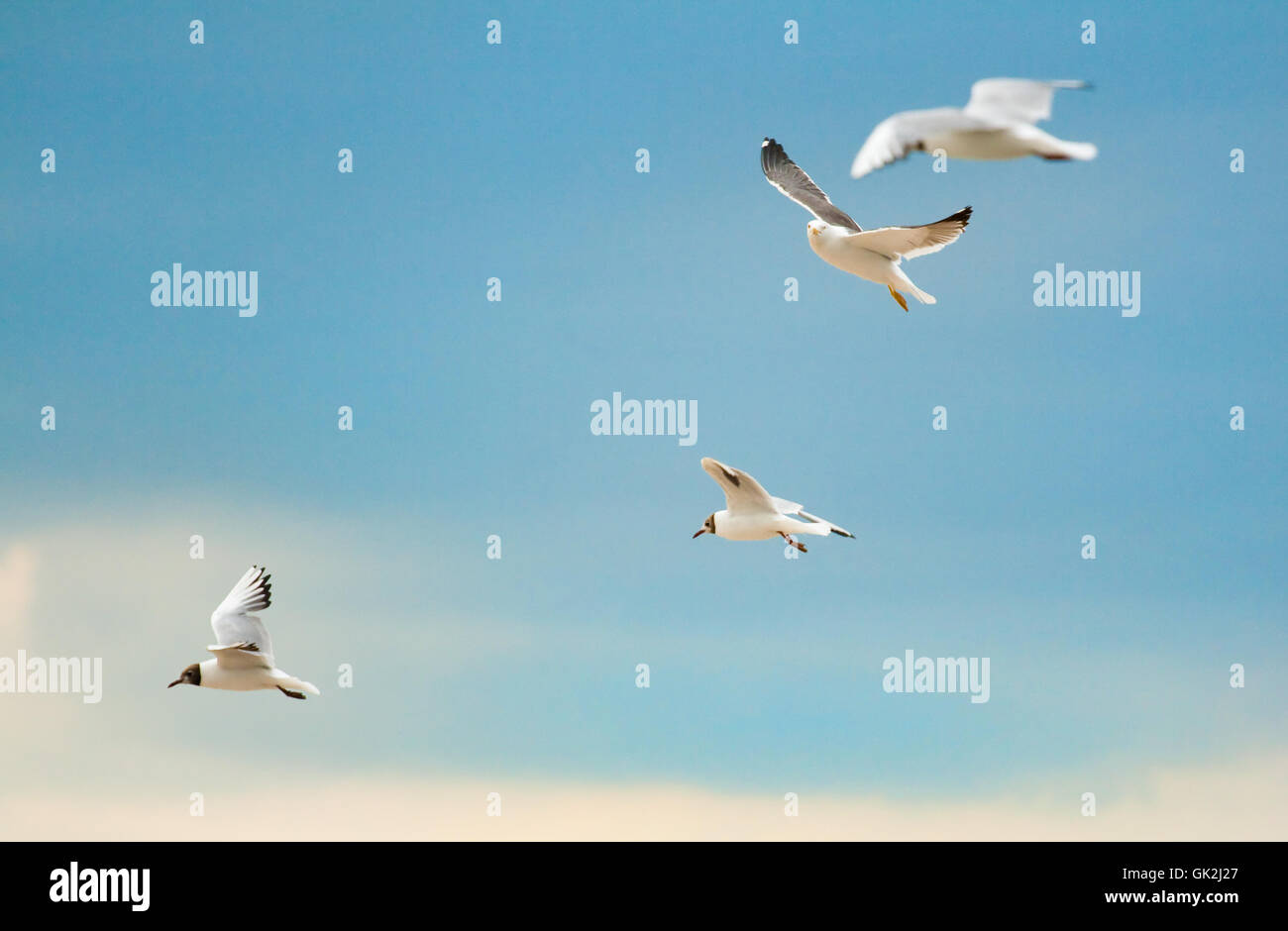 gulls in flight Stock Photo - Alamy
