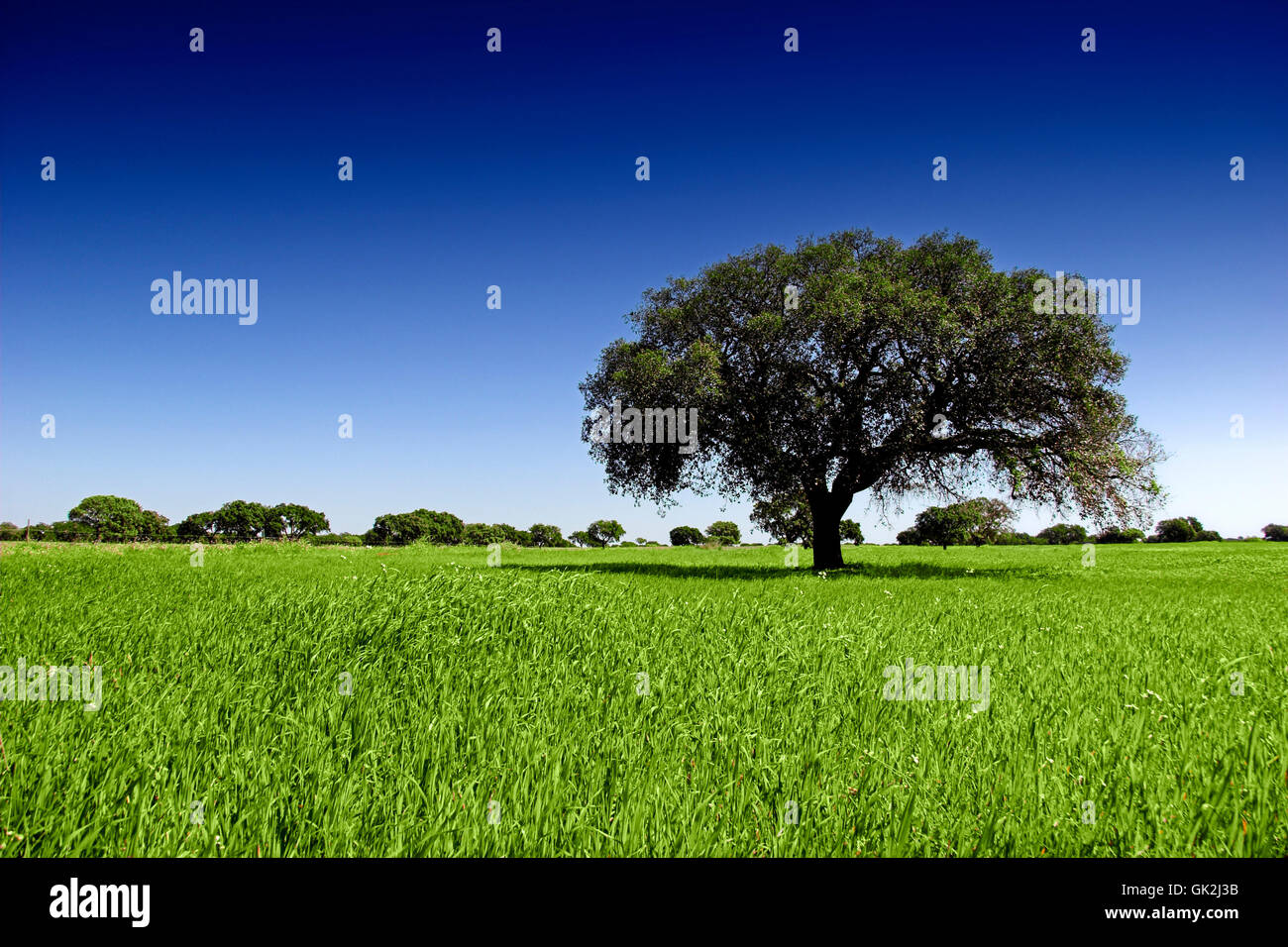 Tree field spring hi-res stock photography and images - Alamy