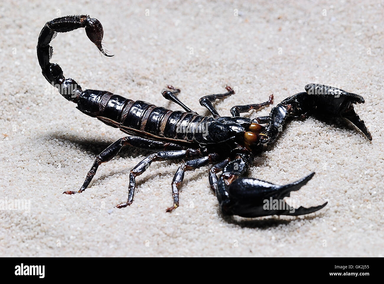 Scorpio desert hi-res stock photography and images - Alamy