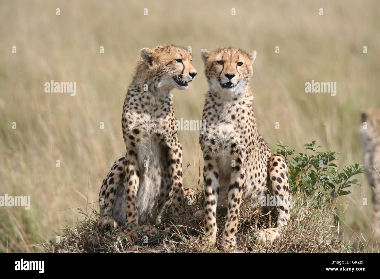 namibia cat big cat Stock Photo - Alamy