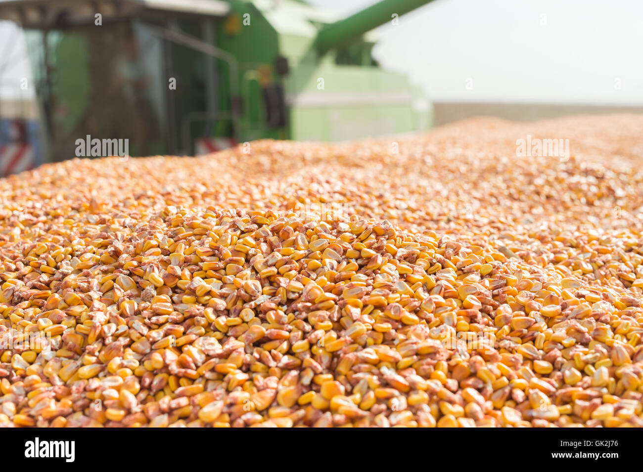 Grain corn closeup on field Stock Photo - Alamy