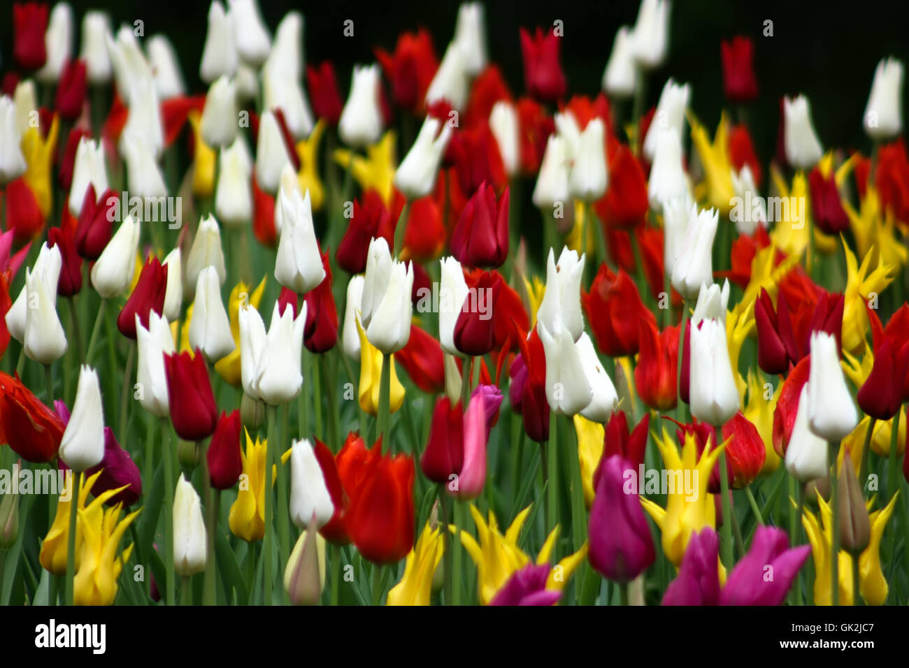 flower plant bloom Stock Photo - Alamy