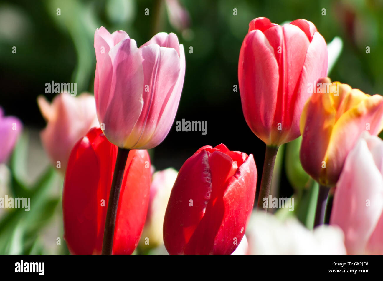 flower plant bloom Stock Photo - Alamy