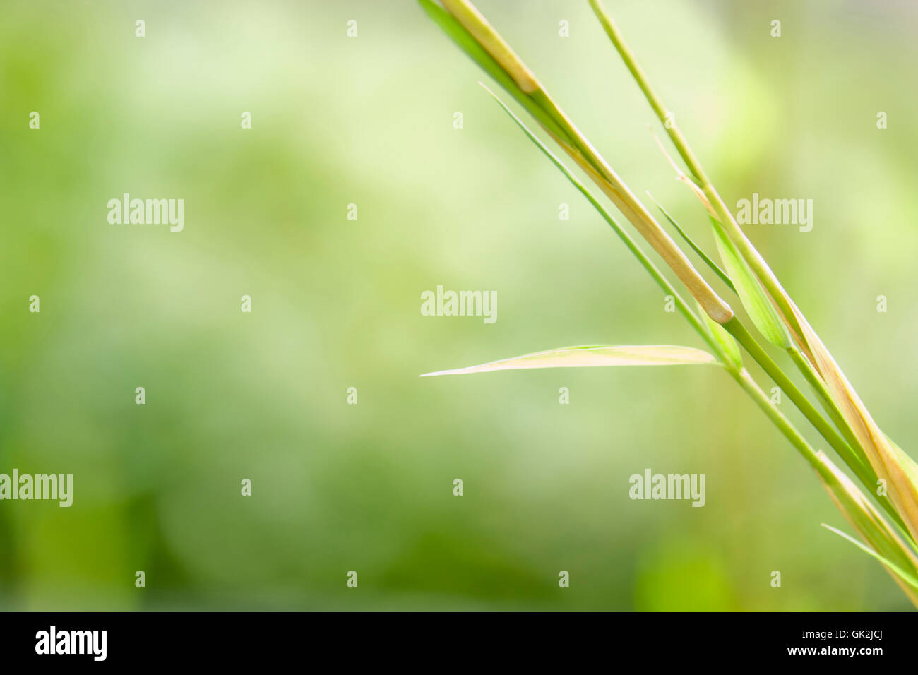 green botany bamboo Stock Photo - Alamy