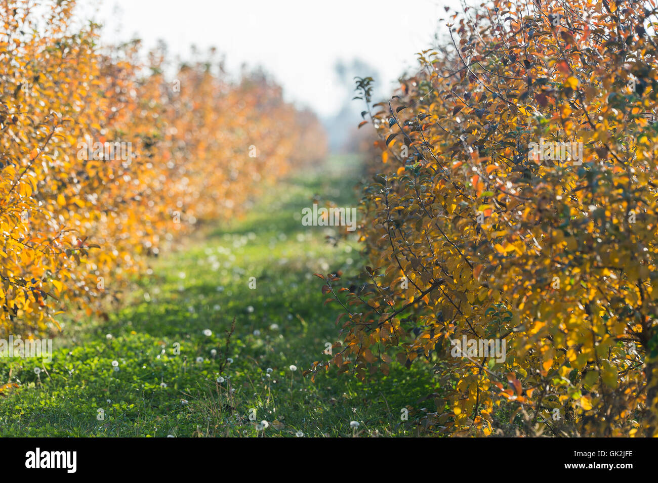 Orchard row in fog hi-res stock photography and images - Alamy