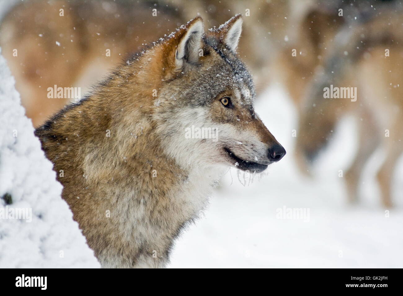 Winter wolf hi-res stock photography and images - Alamy