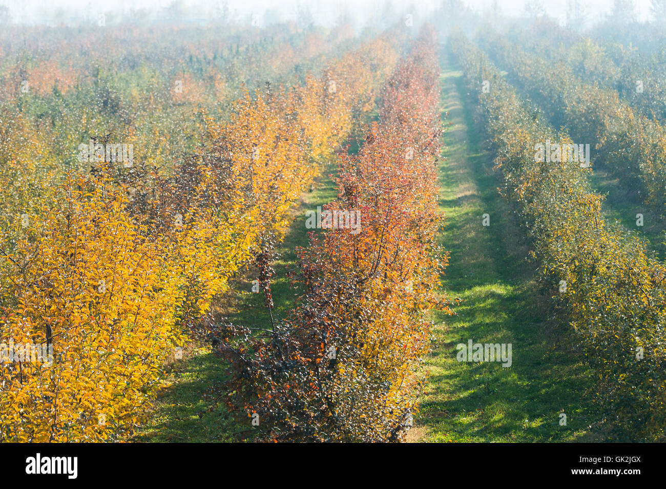 Orchard apples in late fall Stock Photo - Alamy