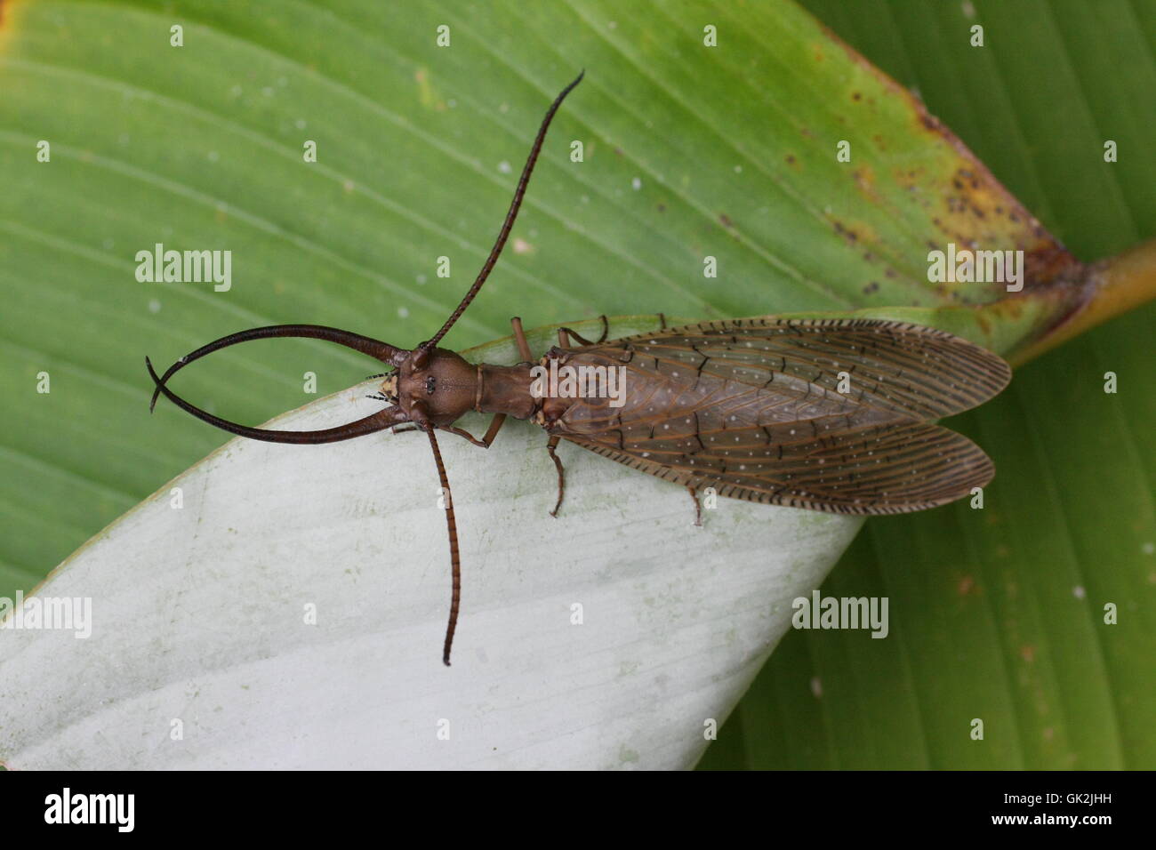 Giant fishfly hi-res stock photography and images - Alamy