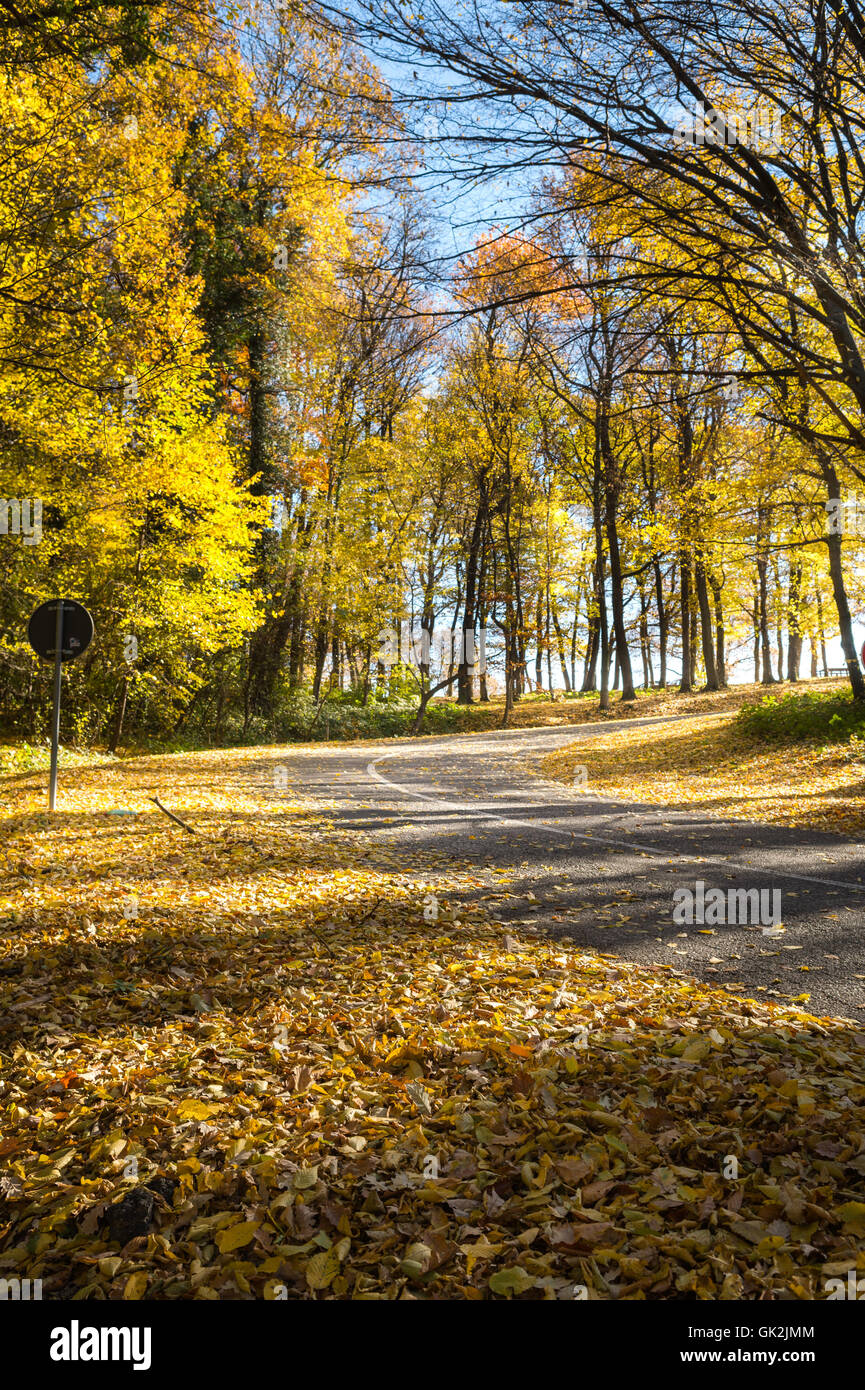Pathway through the autumn forest in morning Stock Photo - Alamy