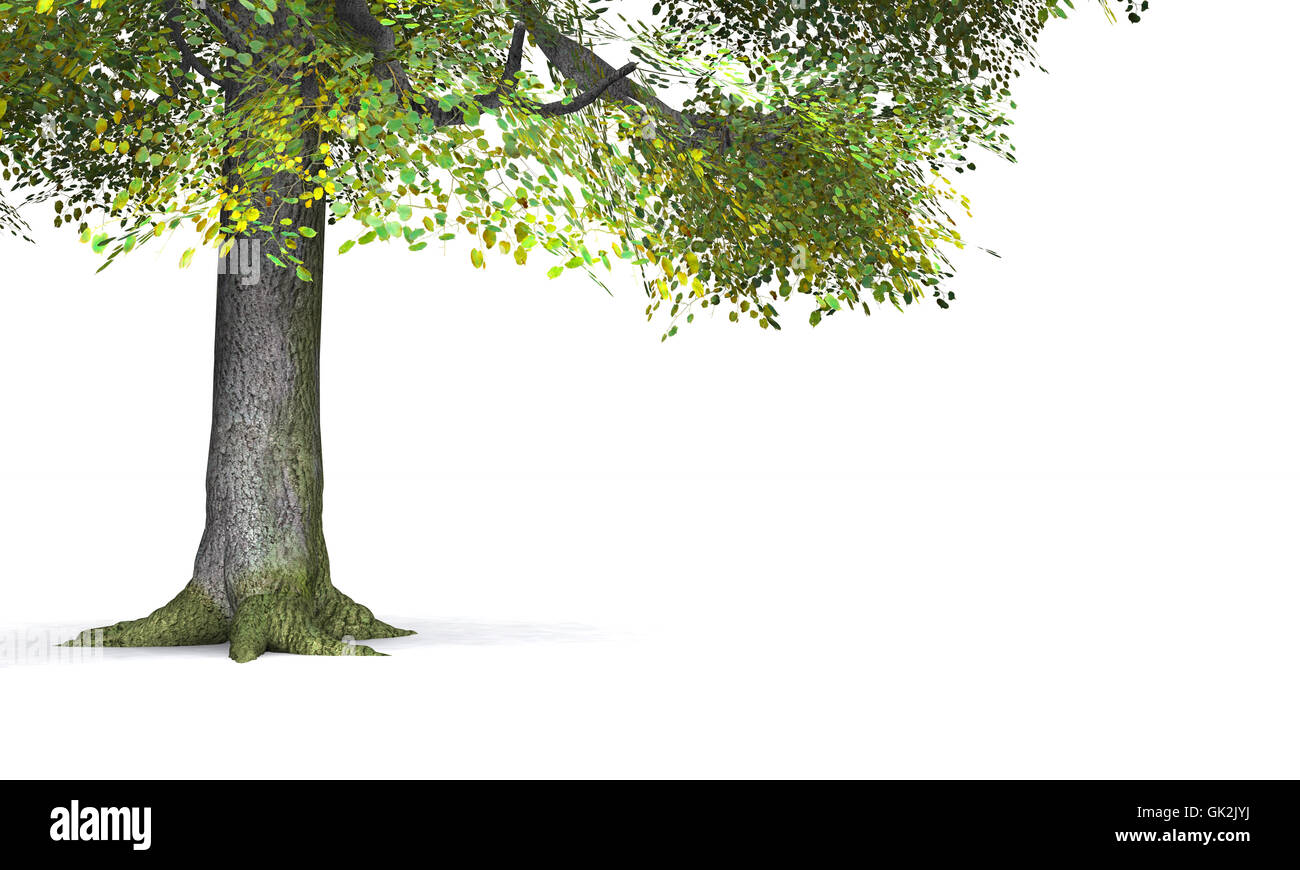 tree trees trunk Stock Photo - Alamy