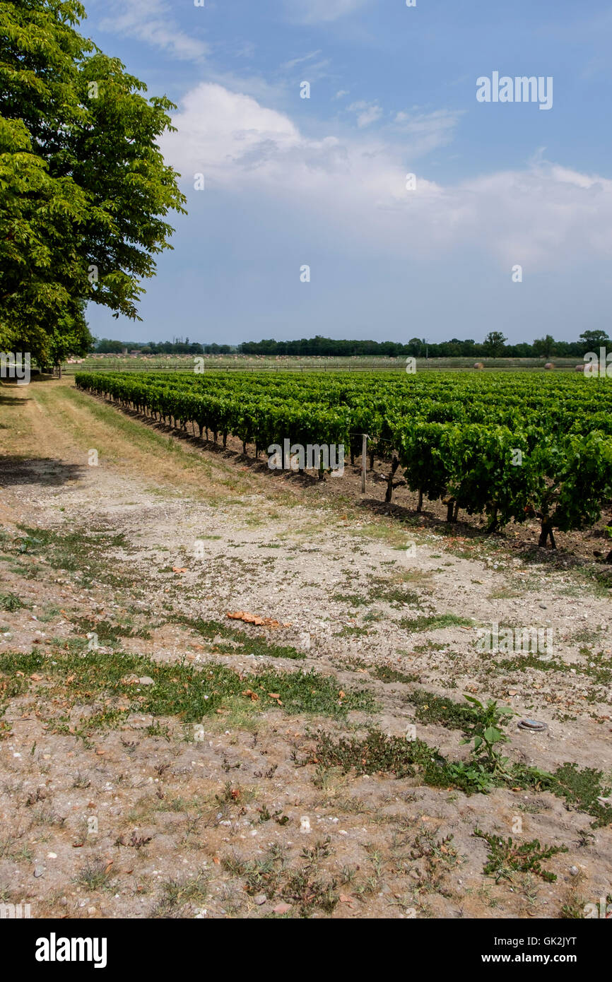 Typical Bordeaux rural landscape with well tended vineyard and field of ...