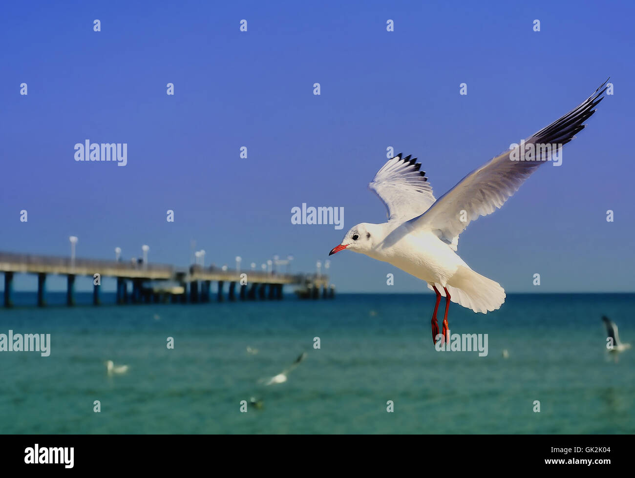 Animal at beach hi-res stock photography and images - Alamy