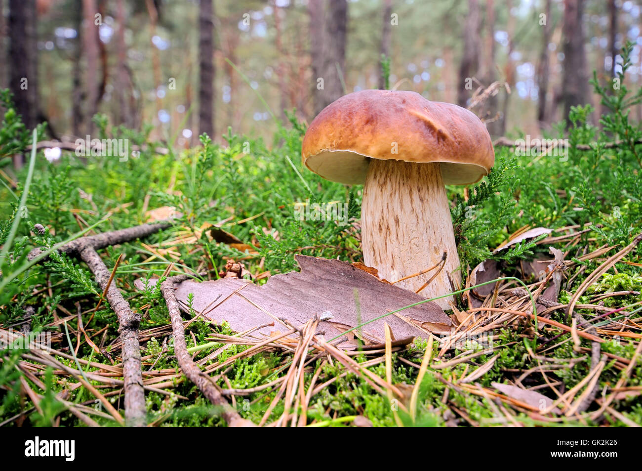 cep - cep 36 Stock Photo - Alamy