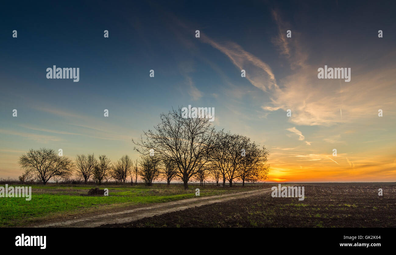Tree in misty field sunrise hi-res stock photography and images - Alamy
