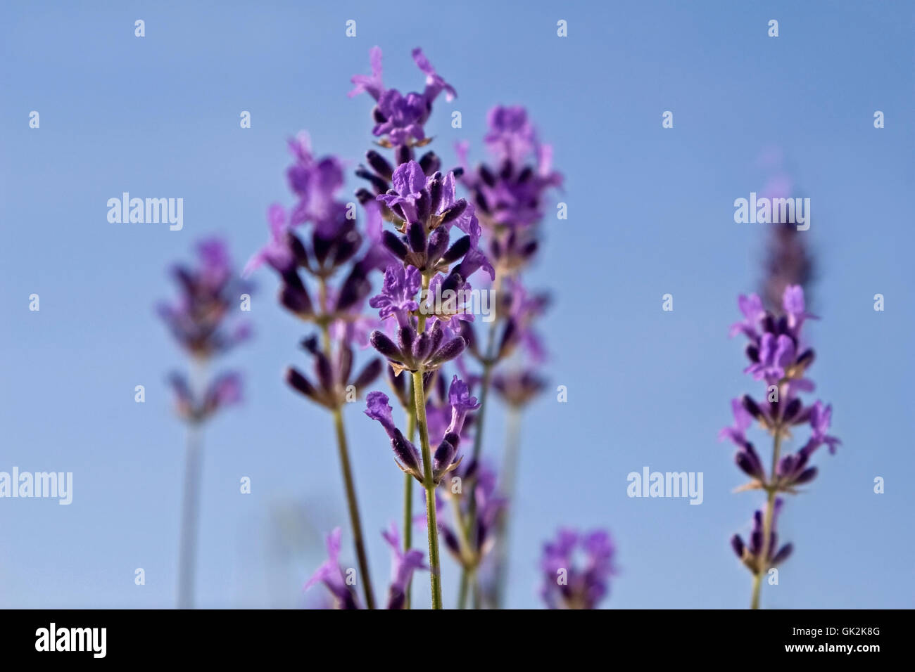 blue bloom blossom Stock Photo - Alamy