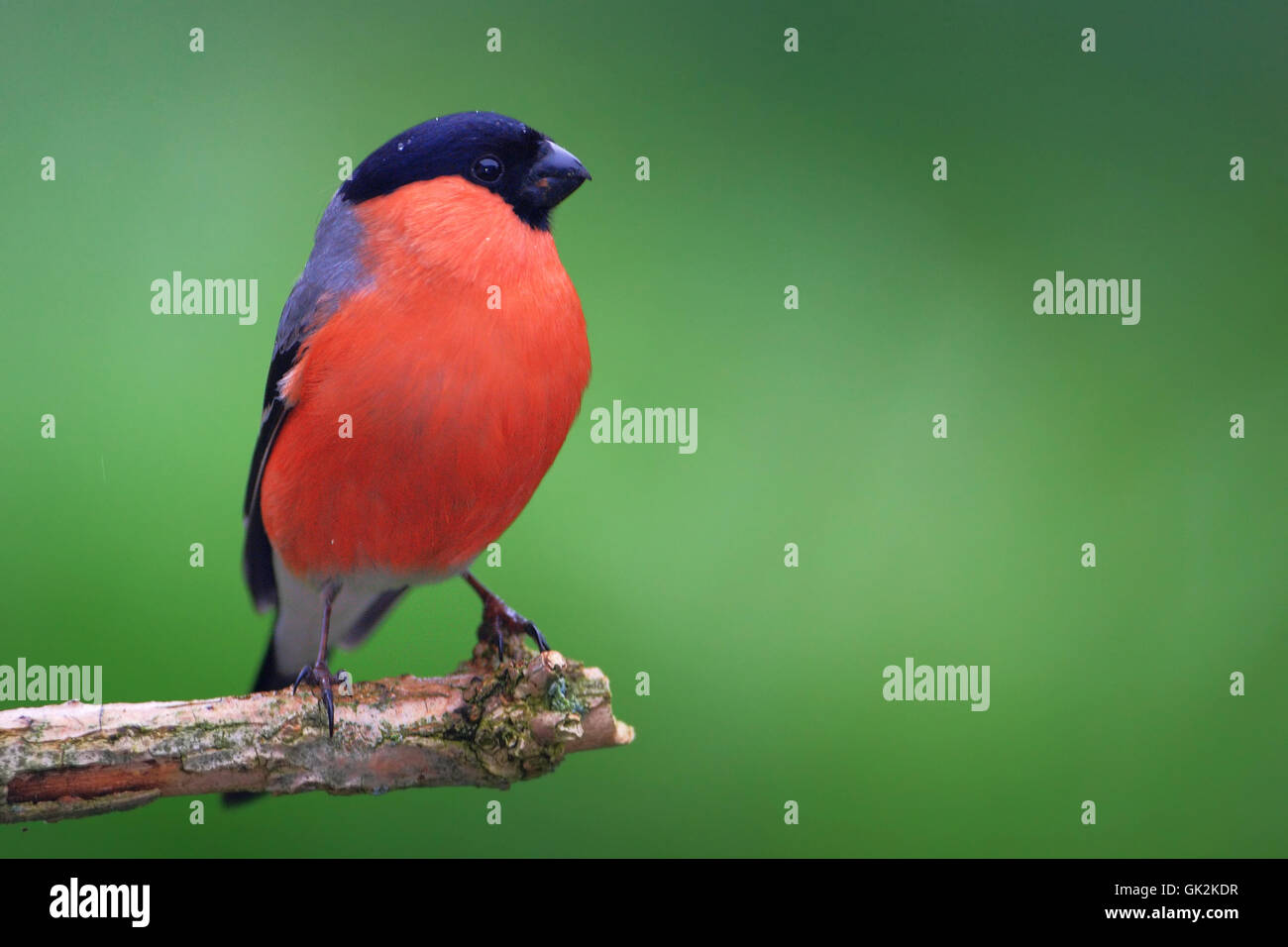 Birds singing hi-res stock photography and images - Alamy