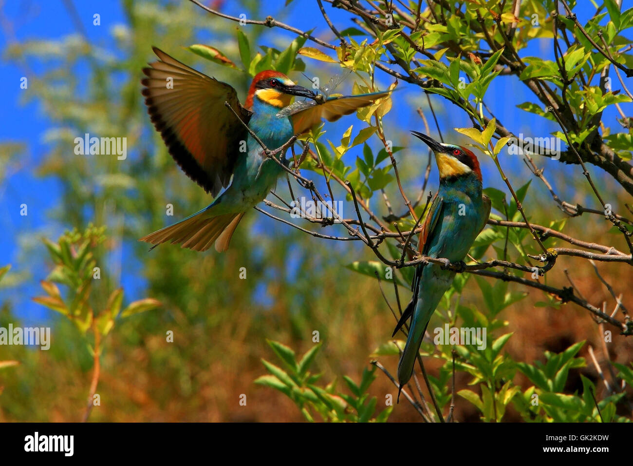 bees bumblebees wasps Stock Photo - Alamy