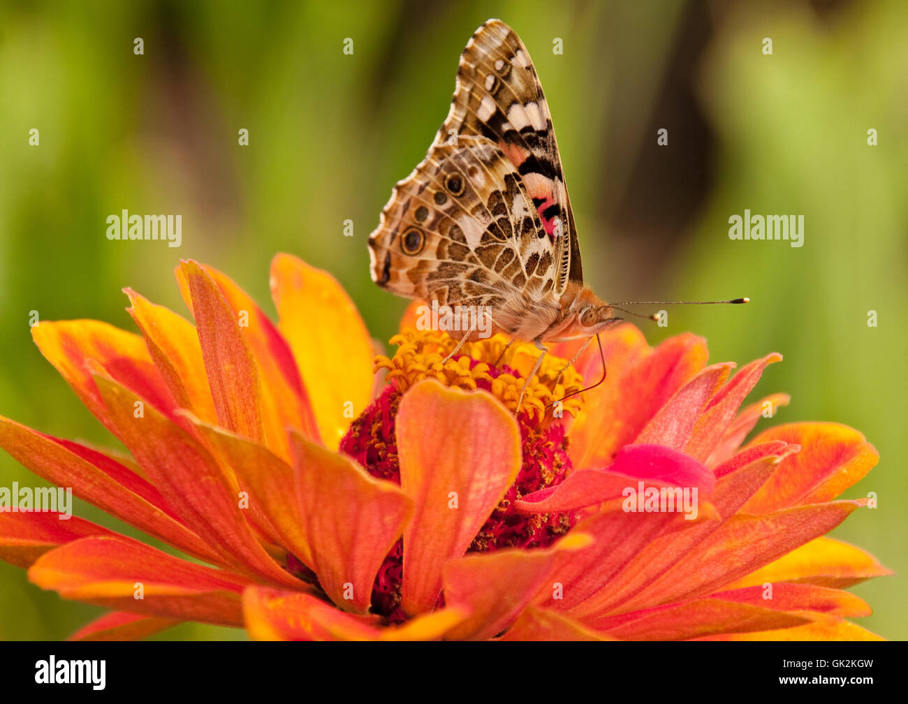 Painted lady on flower hi-res stock photography and images - Alamy
