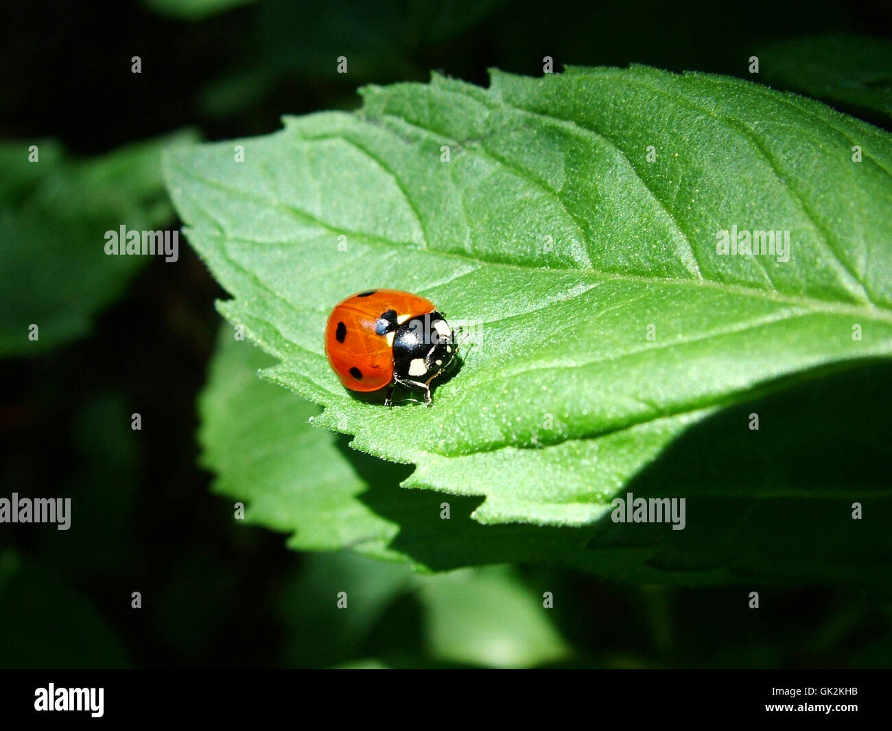 animal insect beetle Stock Photo - Alamy