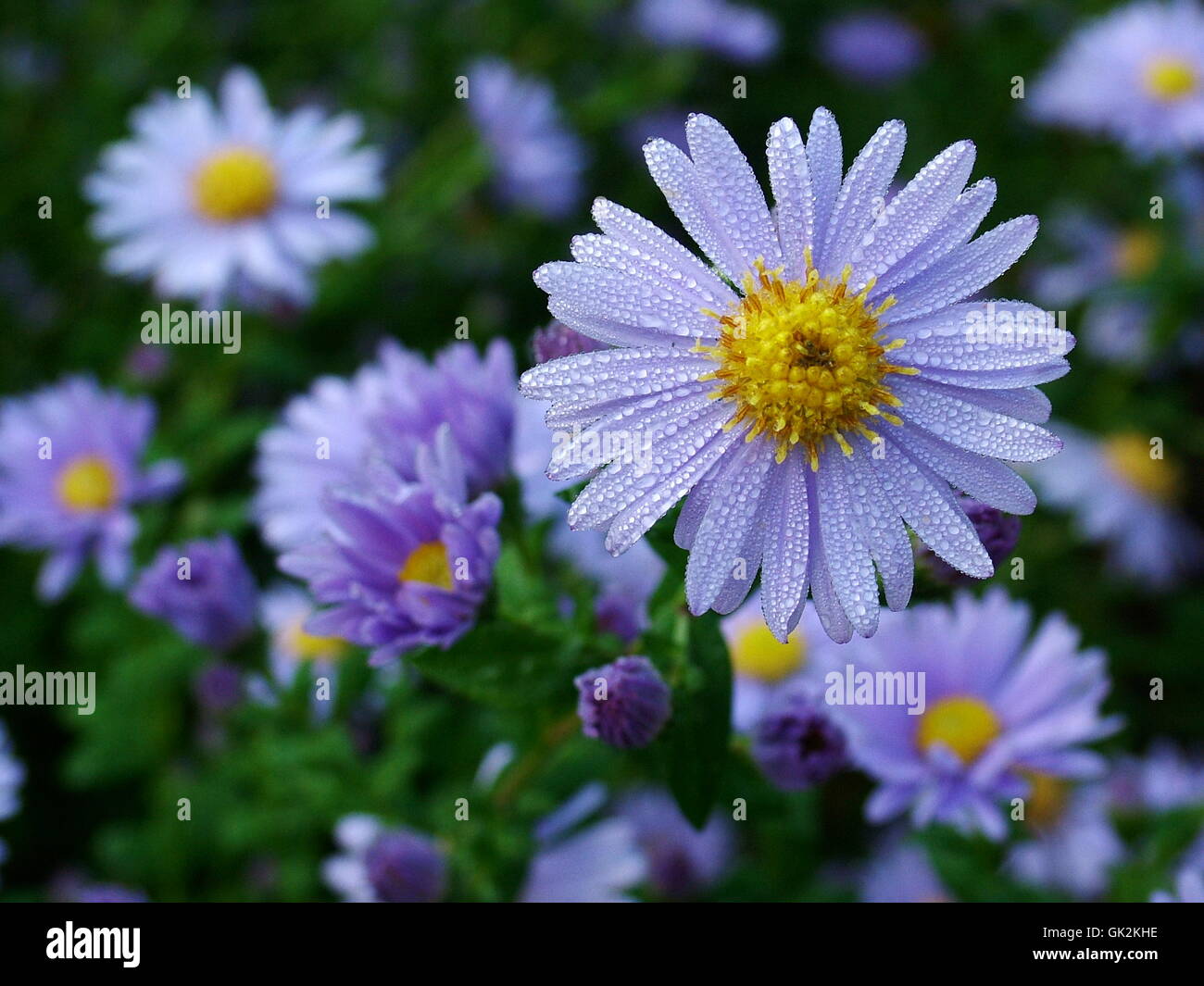 blue bloom blossom Stock Photo - Alamy