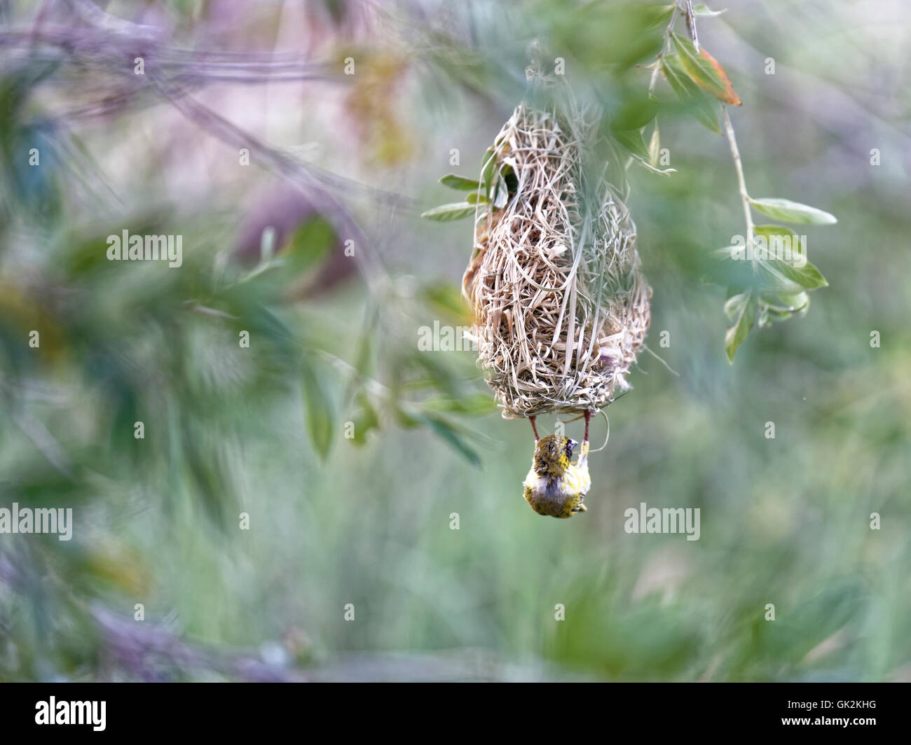 Weaver bird building nest hi-res stock photography and images - Alamy