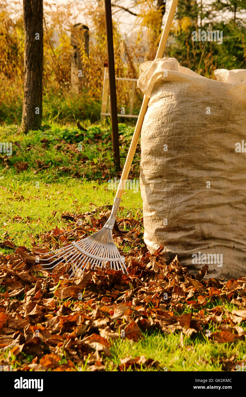 rake leaves - leaves rake 12 Stock Photo - Alamy