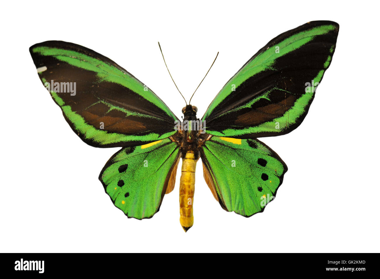 animal insect butterfly Stock Photo - Alamy