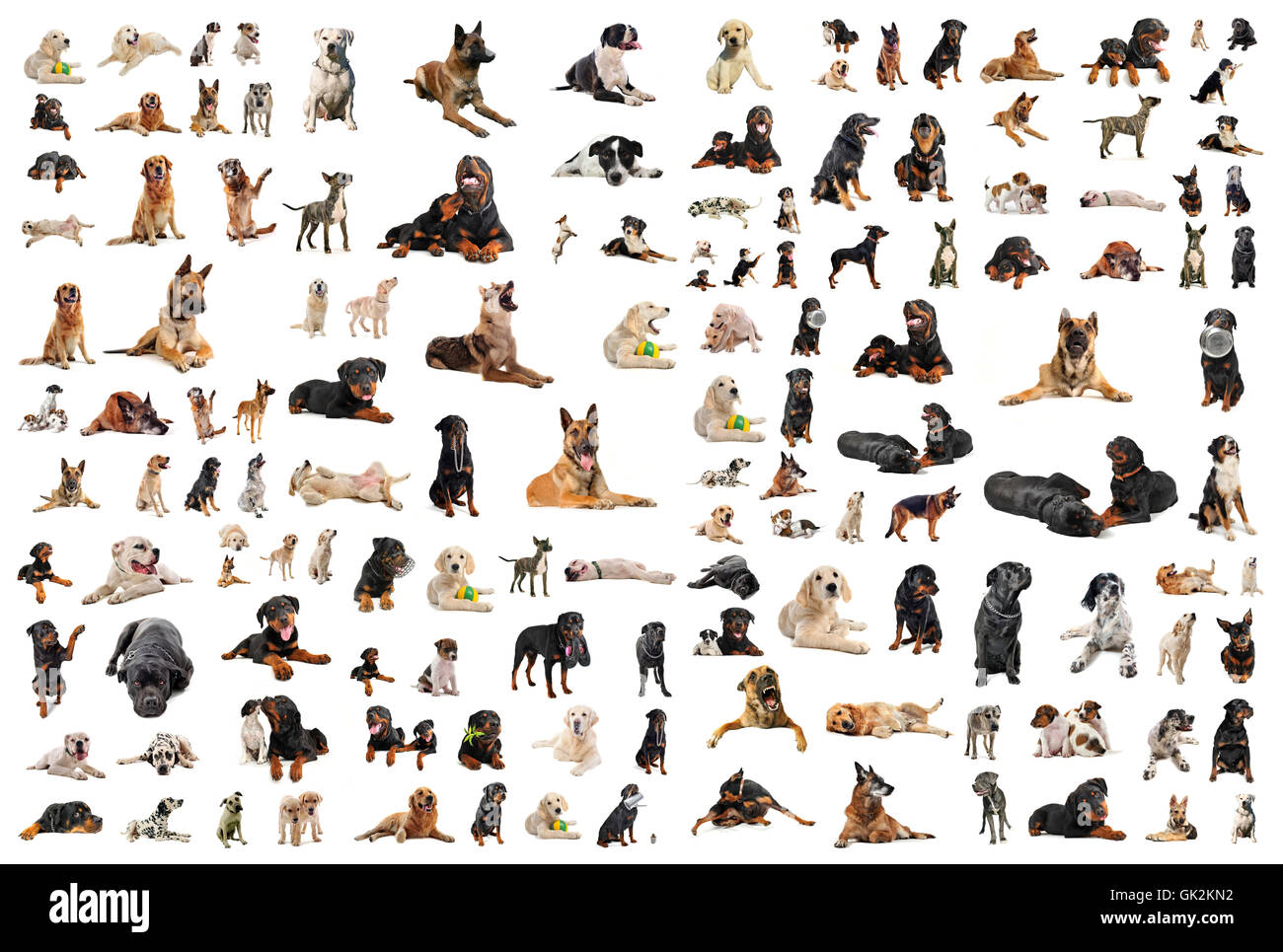 Labrador group hi-res stock photography and images - Alamy