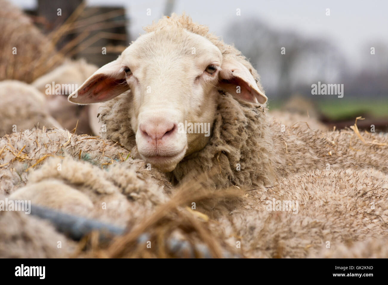 animal agriculture farming Stock Photo - Alamy