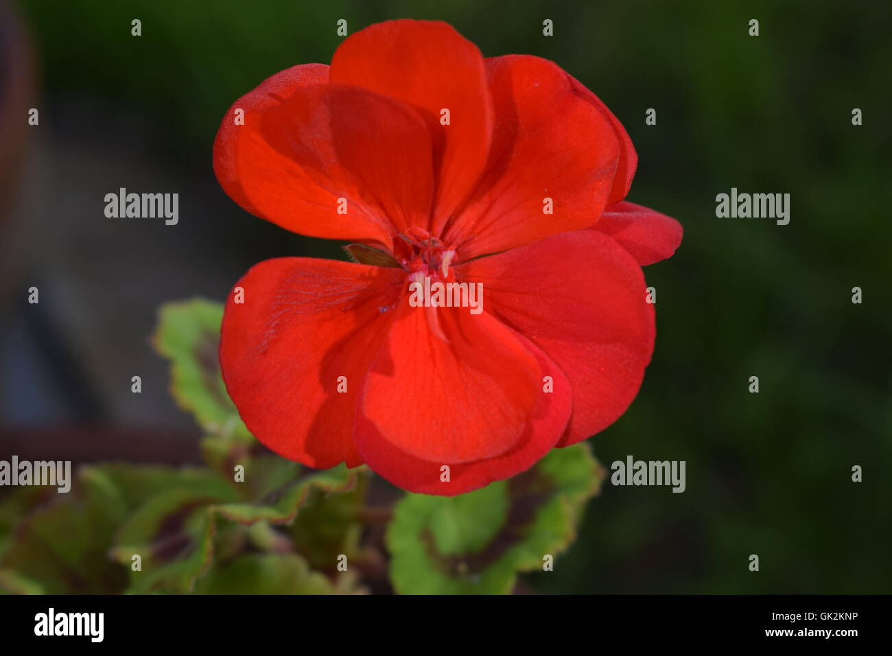 Red geranium hi-res stock photography and images - Alamy