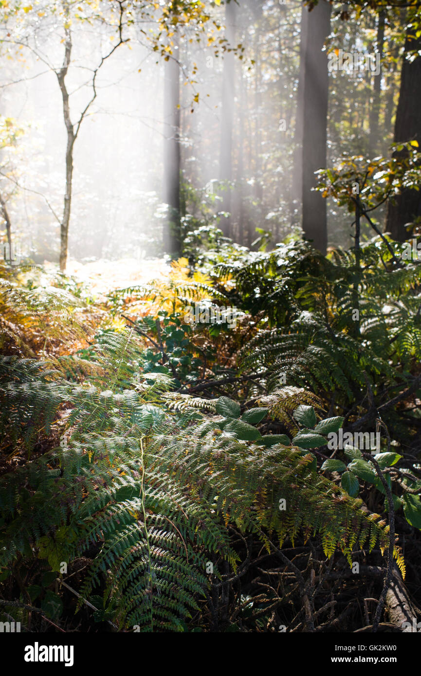 Autumn forest in the fog Stock Photo - Alamy
