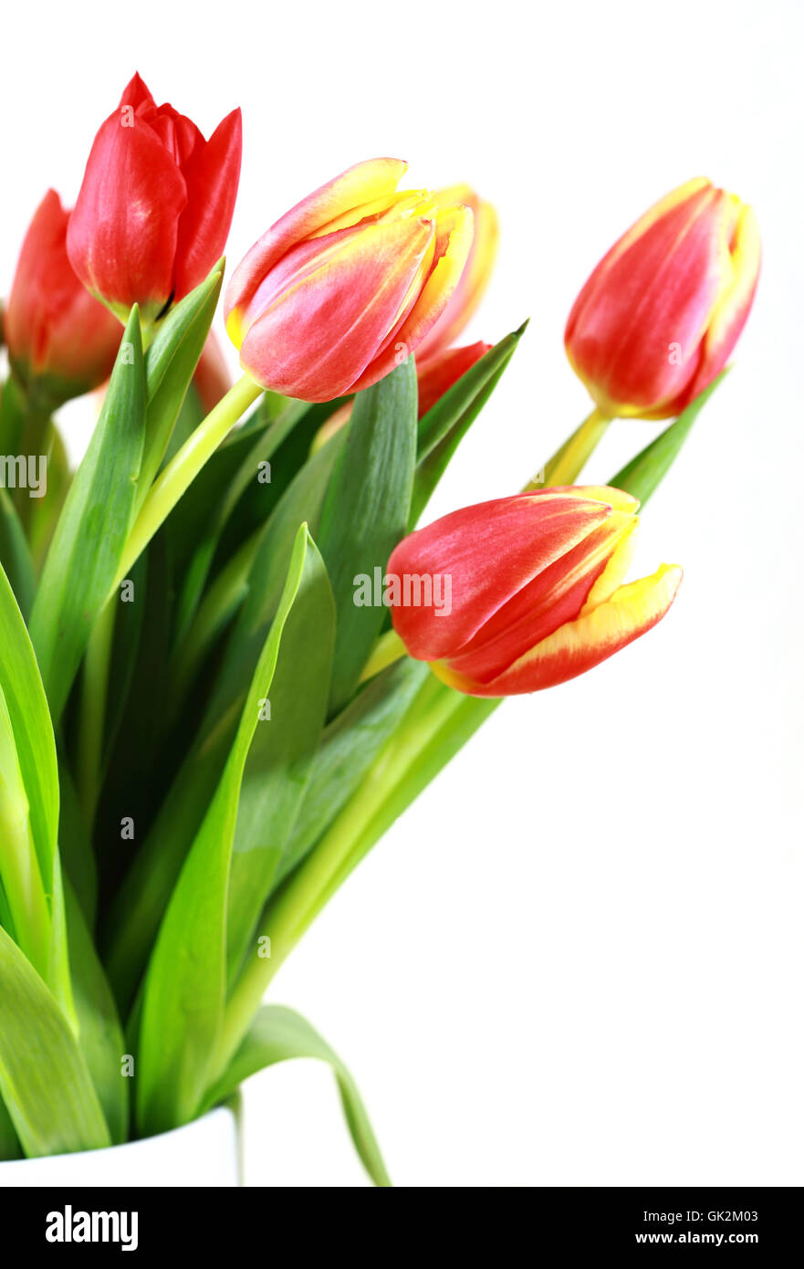 arrangement isolated flower Stock Photo - Alamy