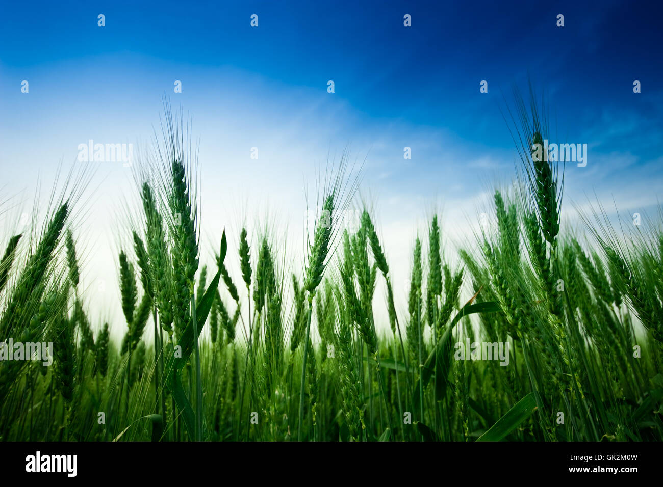 Summer summerly sunlight spring hi-res stock photography and images - Alamy