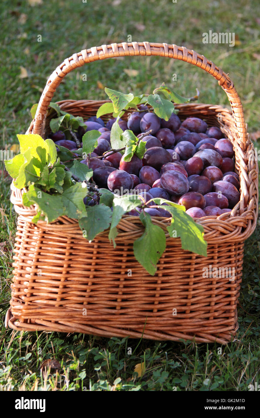 basket farm plums Stock Photo - Alamy