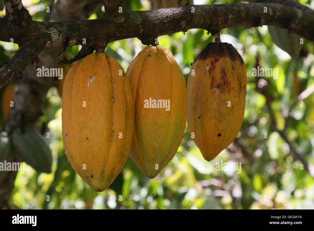 indonesia cocoa cacao-tree Stock Photo - Alamy
