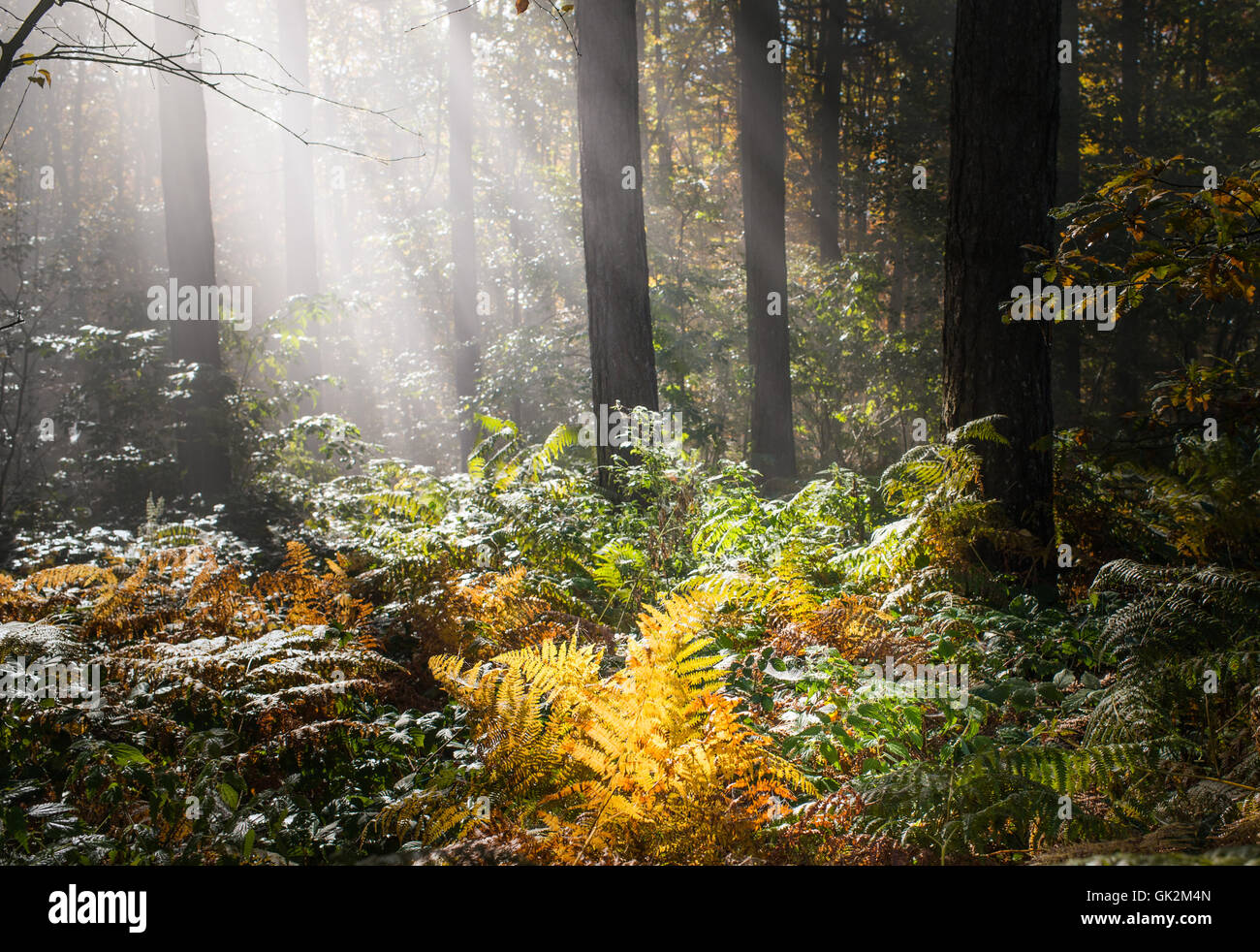 Autumn forest in the fog Stock Photo - Alamy