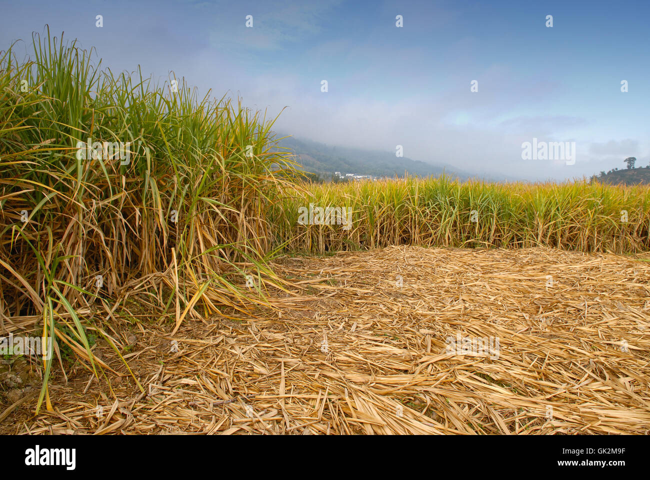 Sugarcane processing plant hi-res stock photography and images - Alamy