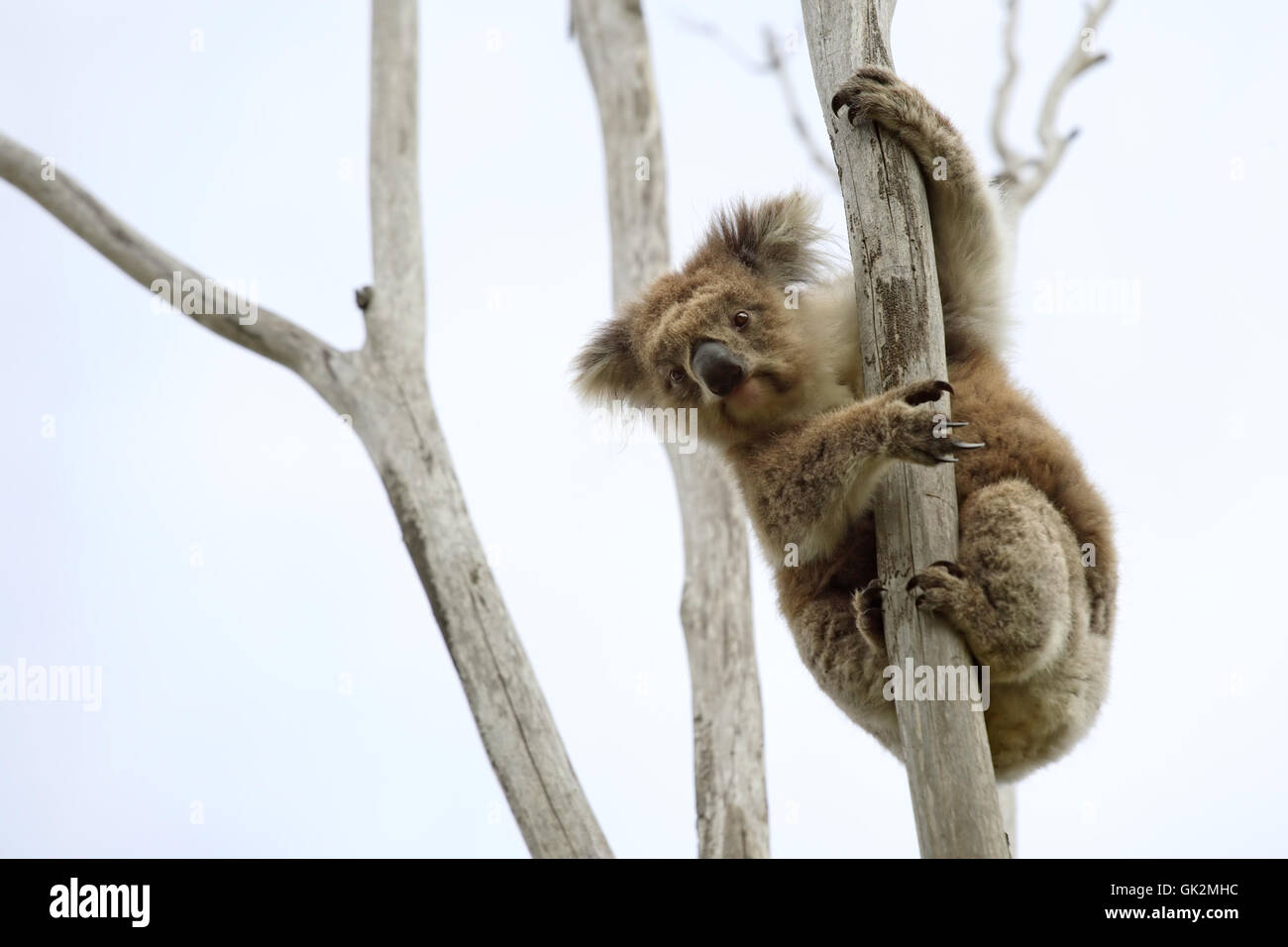 tree animal mammal Stock Photo - Alamy