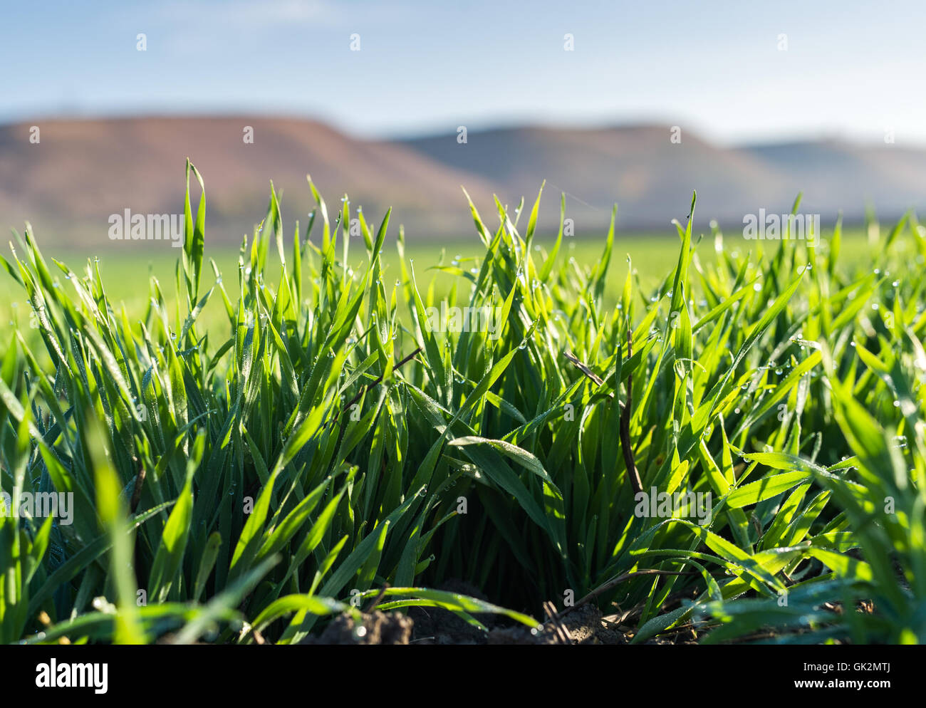 Young wheat seedlings growing in a soil Stock Photo - Alamy