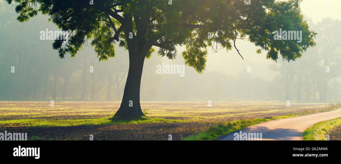 Tree shadow early morning hi-res stock photography and images - Alamy