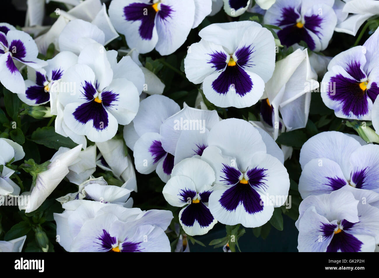 Garden pansy (Viola tricolor var. hortensis). Flowering plant Stock ...