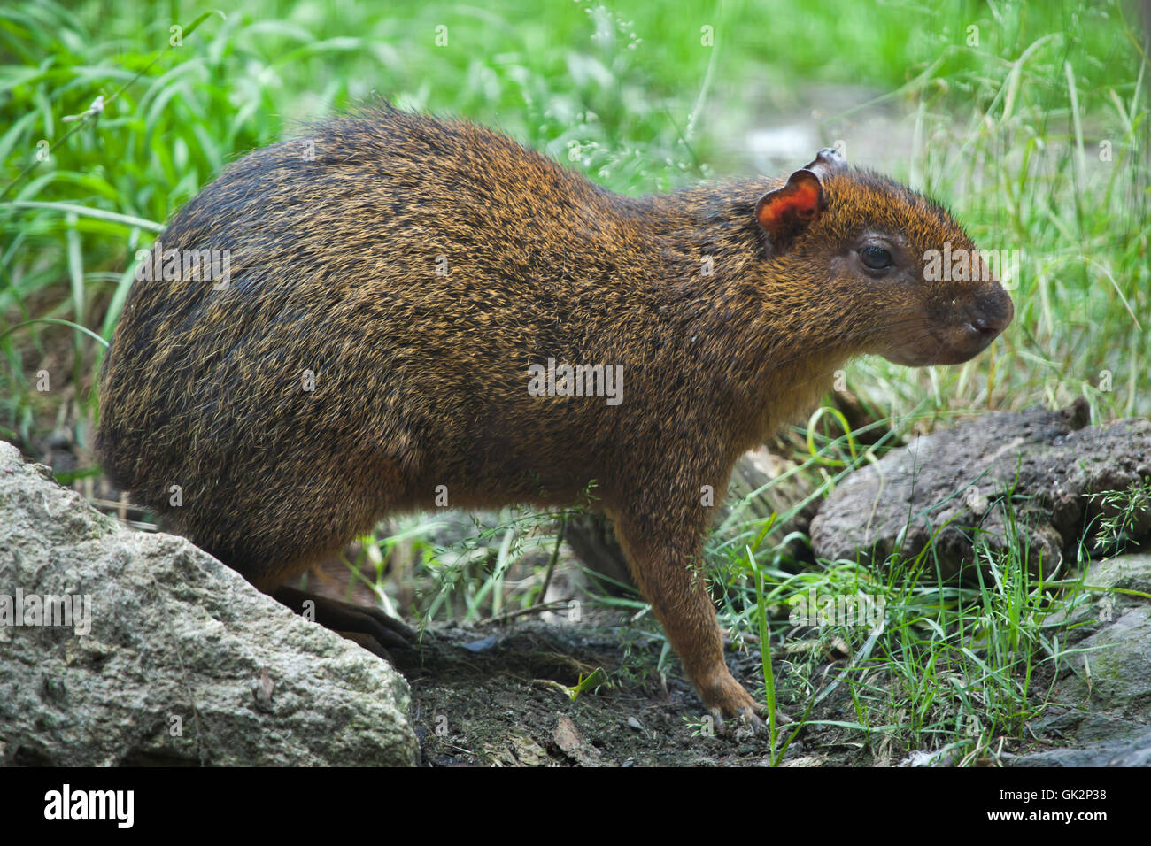 Central American agouti (Dasyprocta punctata). Wildlife animal Stock ...