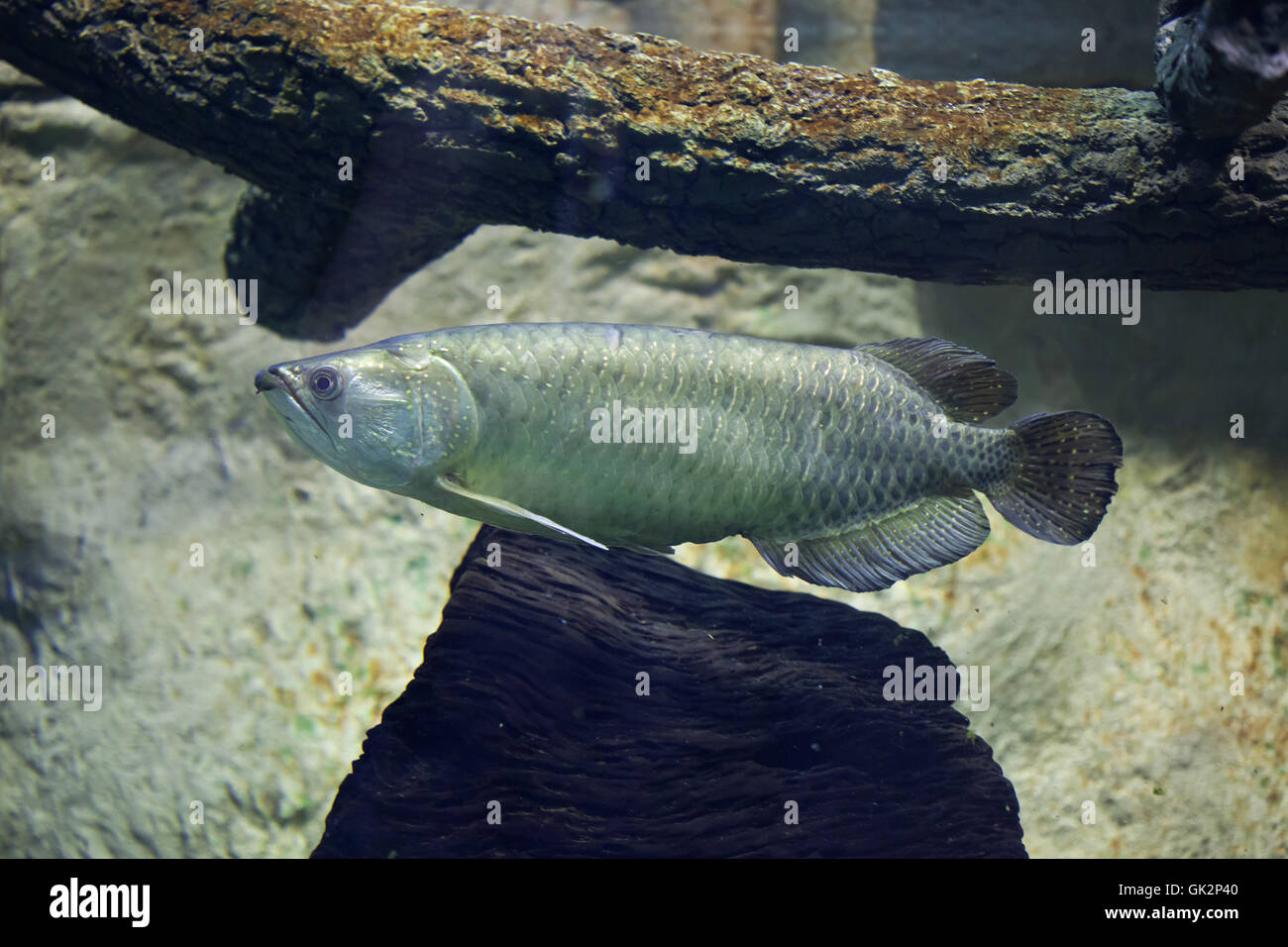 Australian Arowana