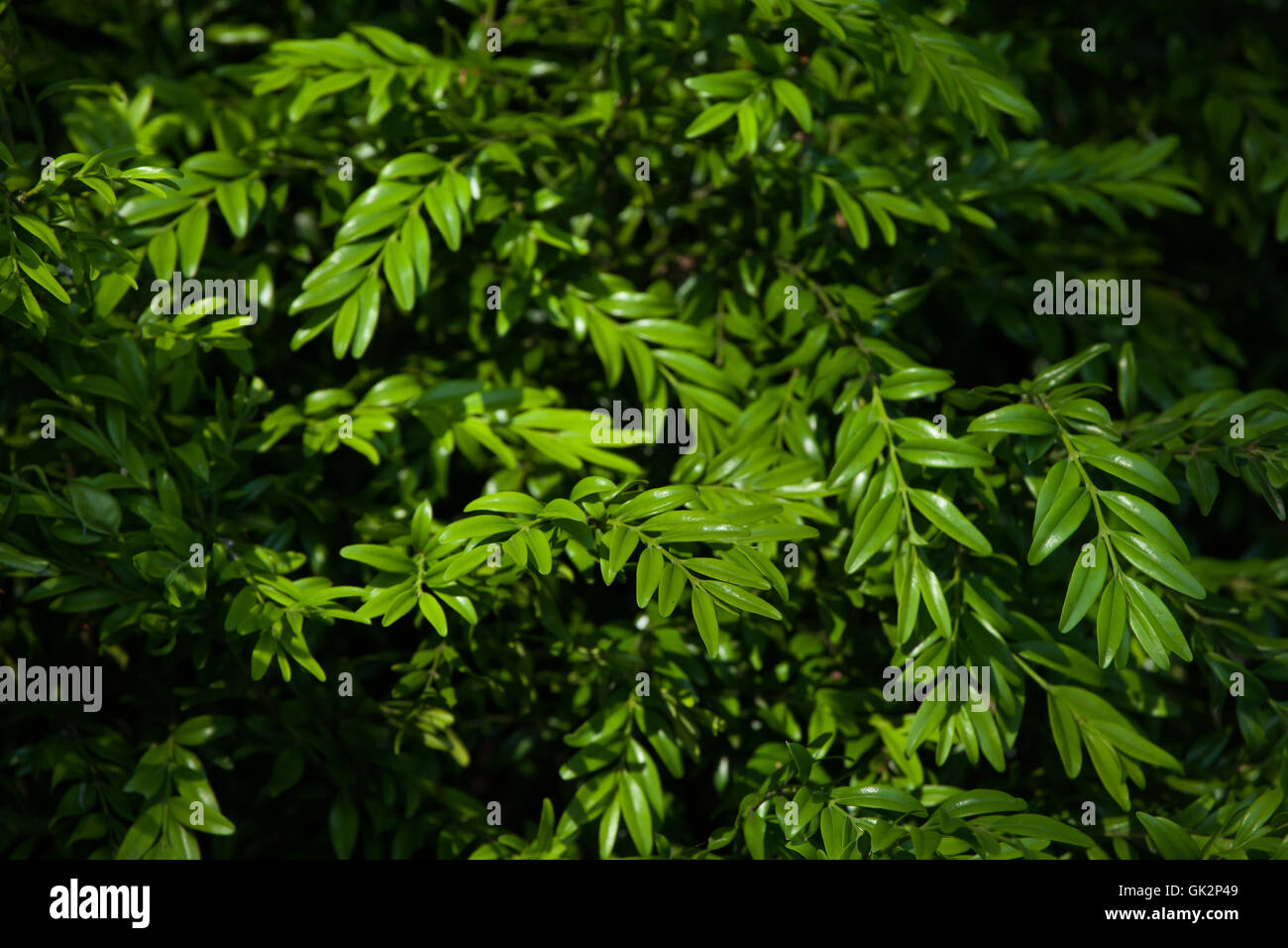 Boxwood wood hi-res stock photography and images - Alamy