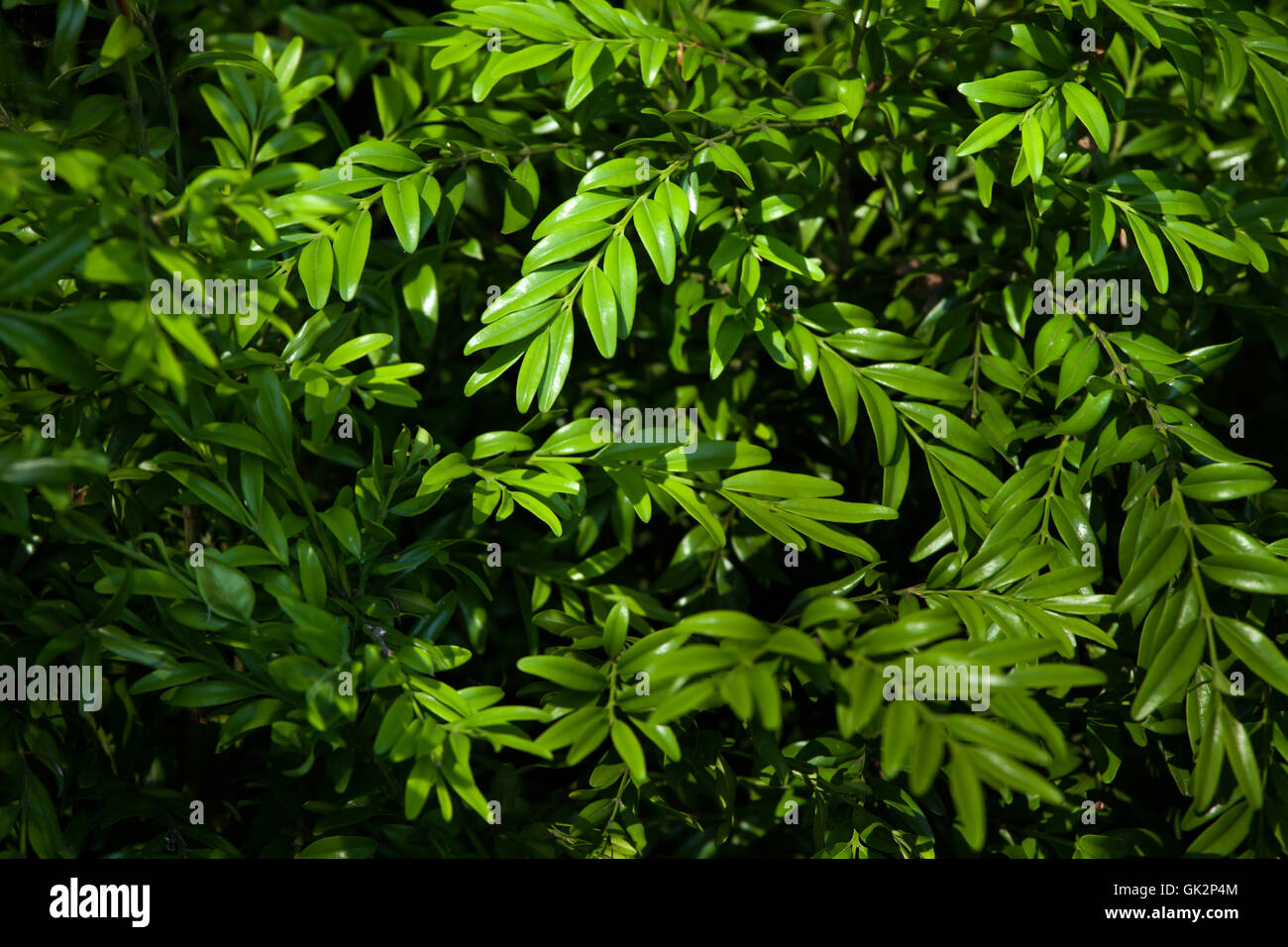 European box (Buxus sempervirens), also known as the boxwood Stock ...