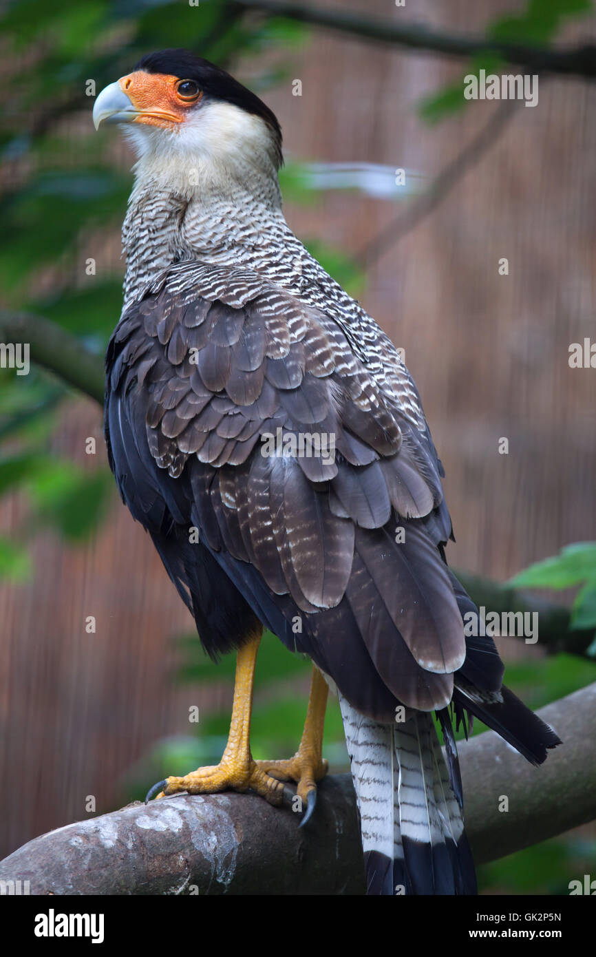 Northern crested caracara (Caracara cheriway). Wildlife animal Stock ...